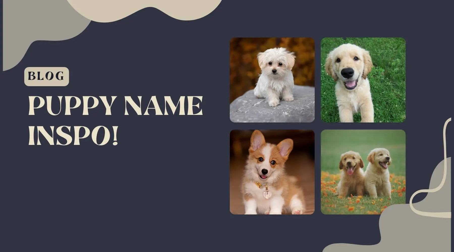 Unique Girl Dog Names 300 Unique Dog Names For Your New Puppy – Bow
